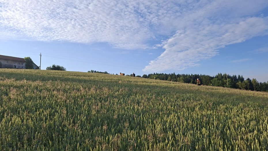 Entlaufene Kuh - FF Wernstein am Inn